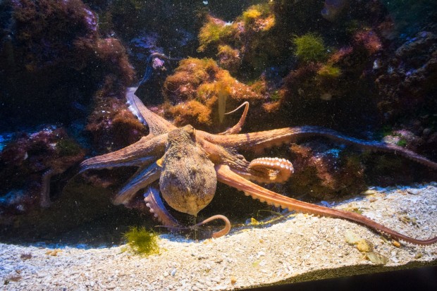 Festo: Der Octopus Gripper nimmt Objekte in den Schwitzkasten - Golem.de